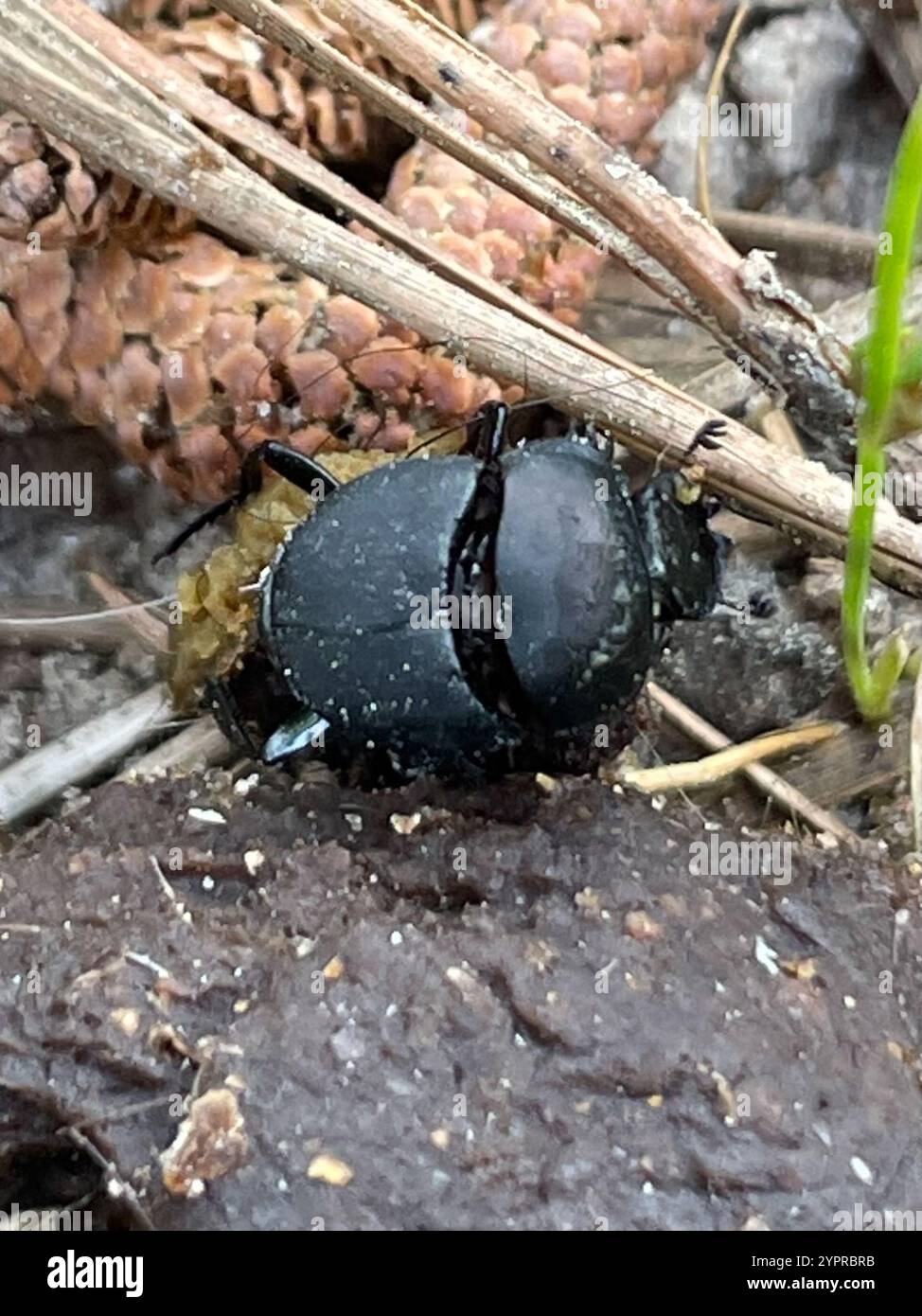 Dung Rollers (Canthon Stock Photo - Alamy