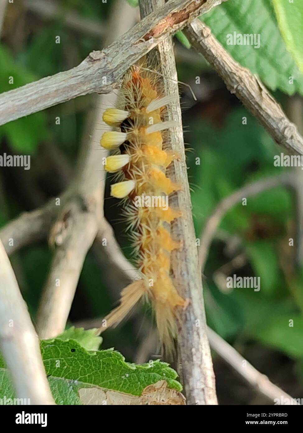 Cocoa tussock moth hi-res stock photography and images - Alamy