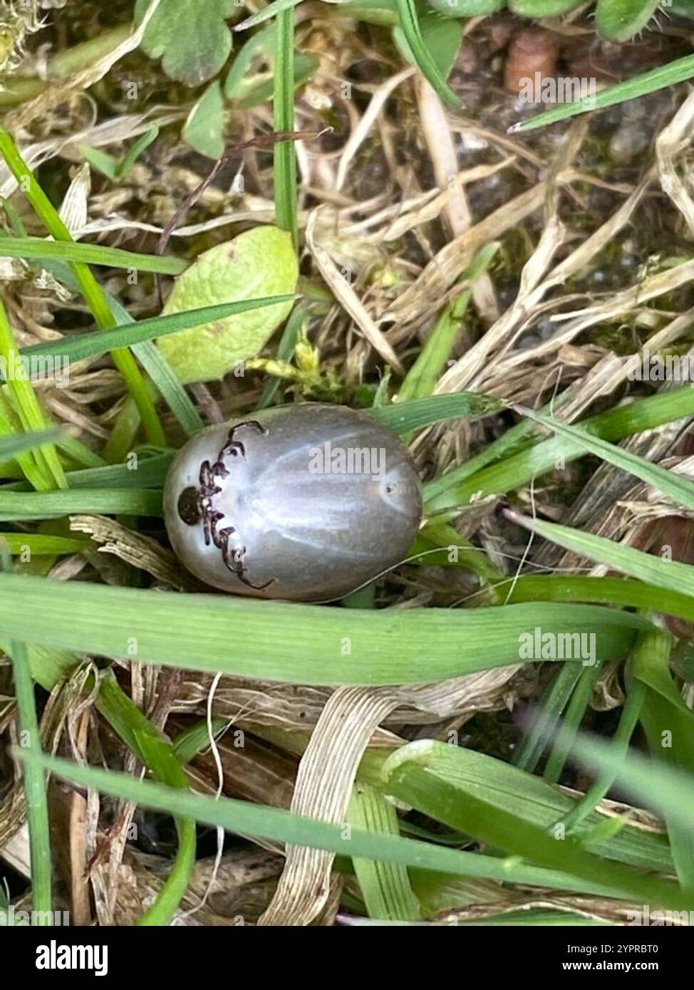 Castor Bean Tick (Ixodes ricinus Stock Photo - Alamy