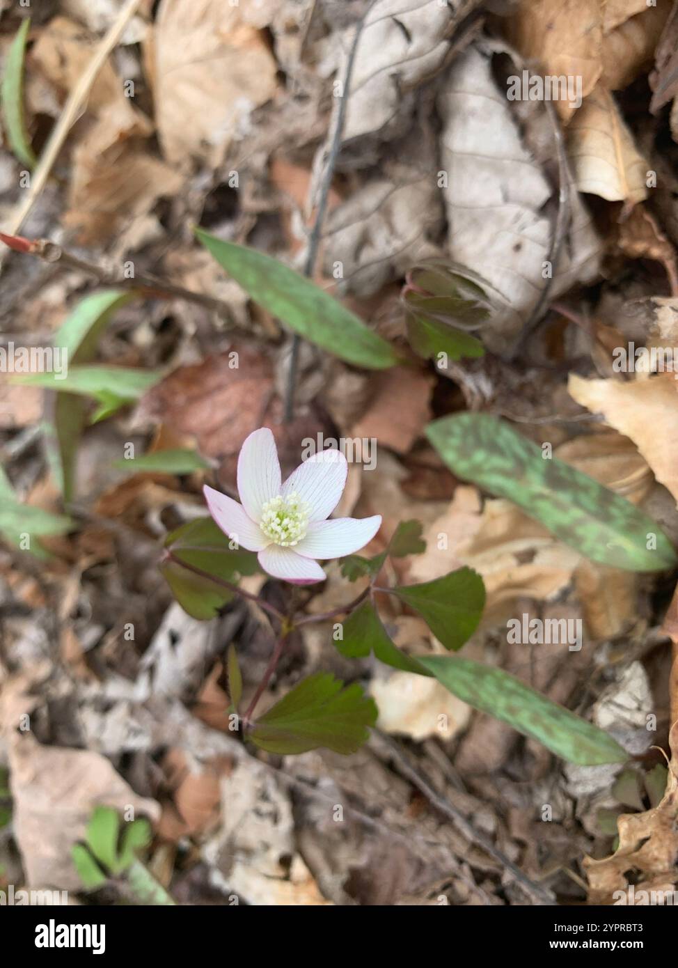 wood anemone (Anemonoides quinquefolia Stock Photo - Alamy