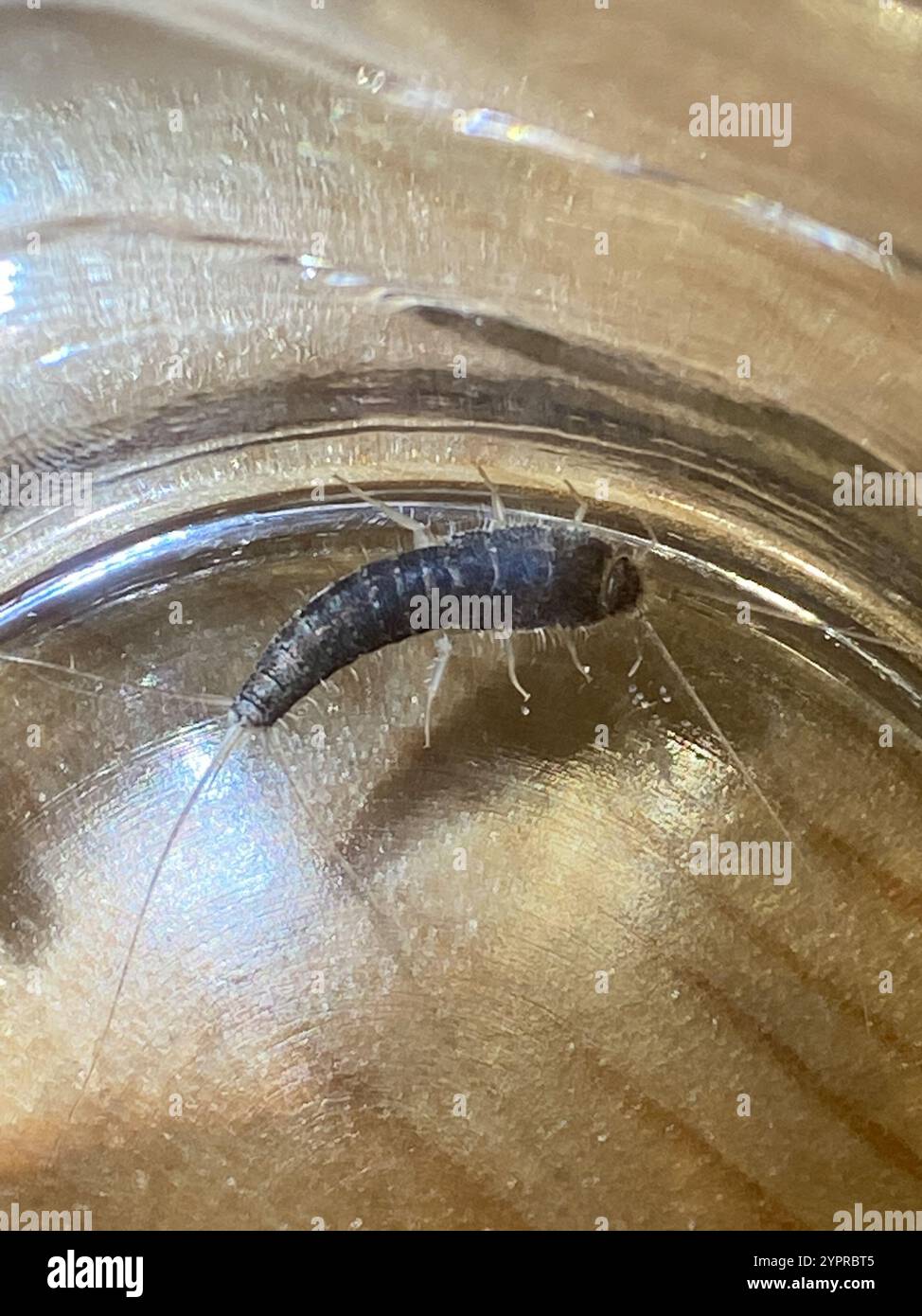 Long-tailed Silverfish (Ctenolepisma longicaudatum Stock Photo - Alamy