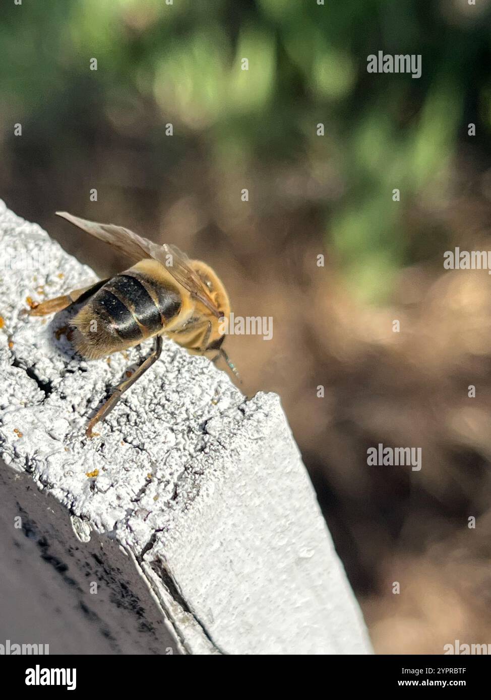 Western Honey Bee (Apis mellifera Stock Photo - Alamy