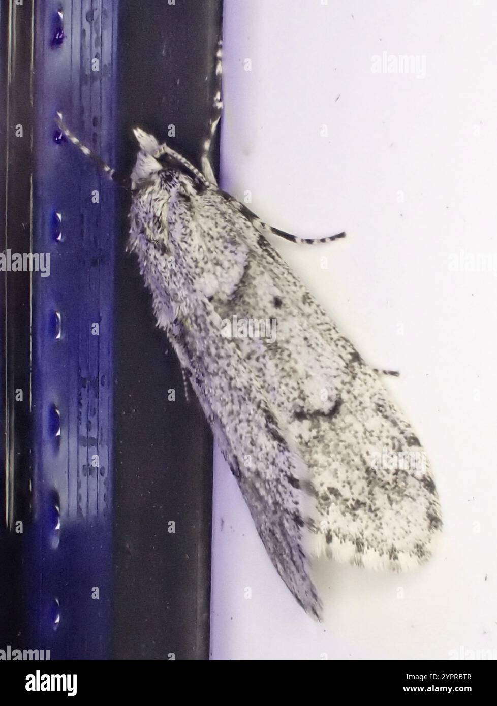 Diurnea hi-res stock photography and images - Alamy