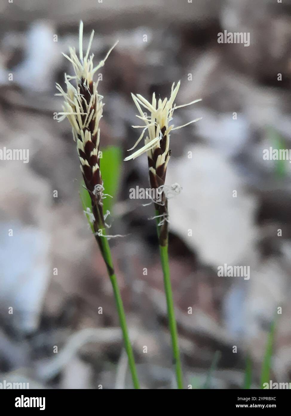 Pennsylvania sedge (Carex pensylvanica Stock Photo - Alamy
