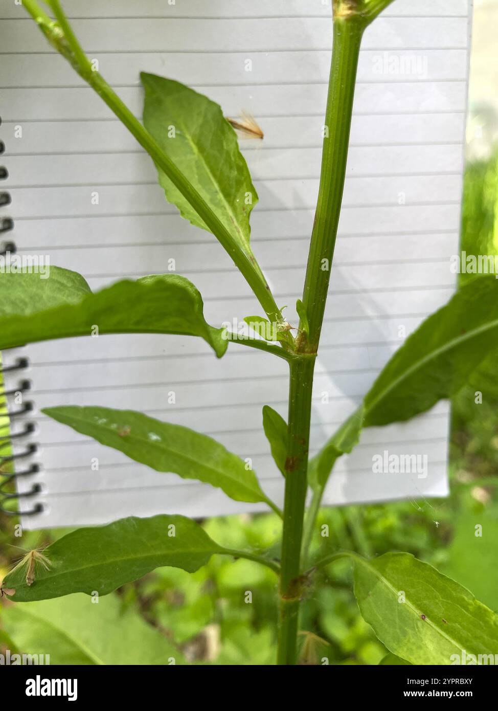 Clustered Dock (Rumex conglomeratus Stock Photo - Alamy