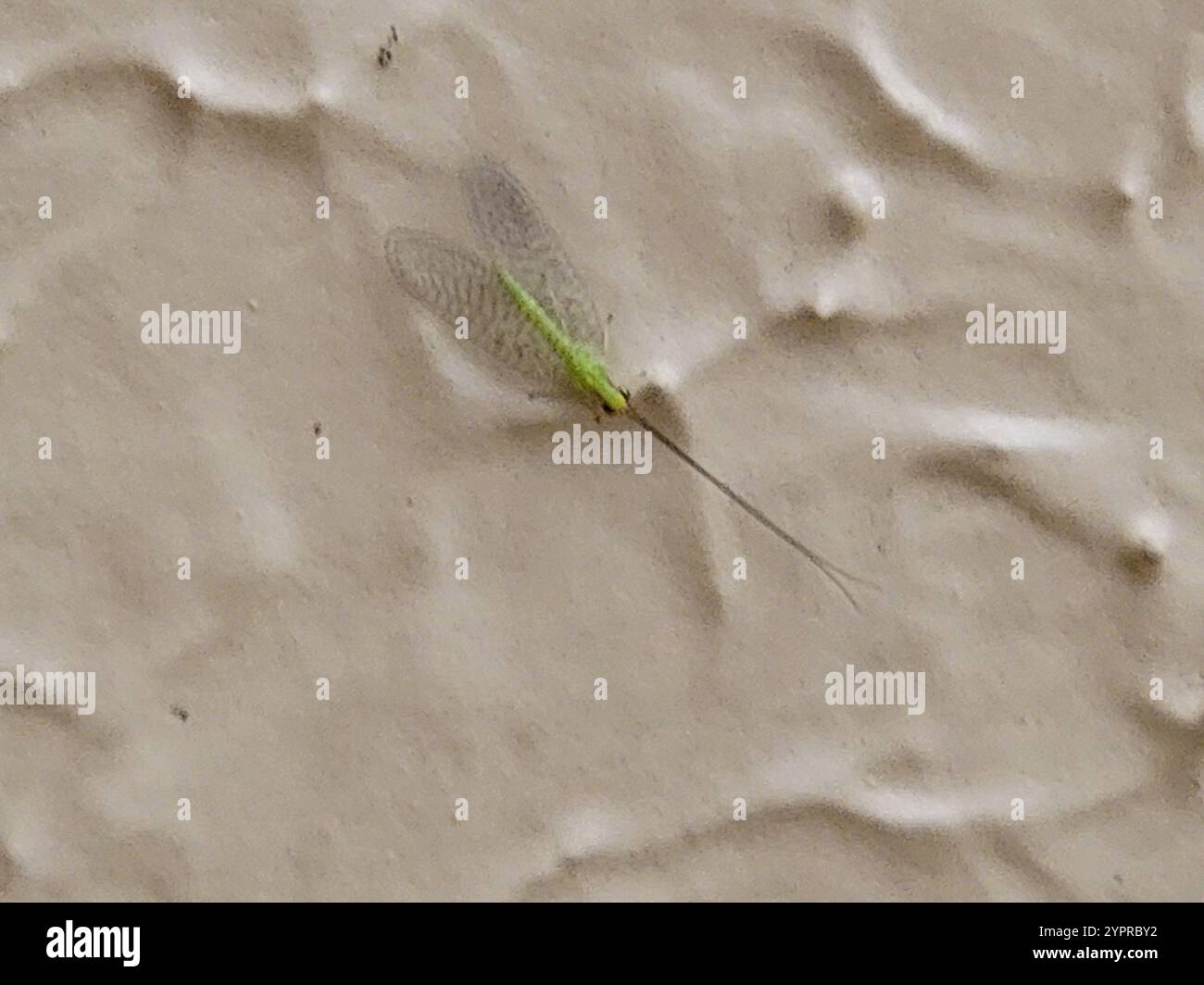 Typical Green Lacewings (Chrysopinae Stock Photo - Alamy