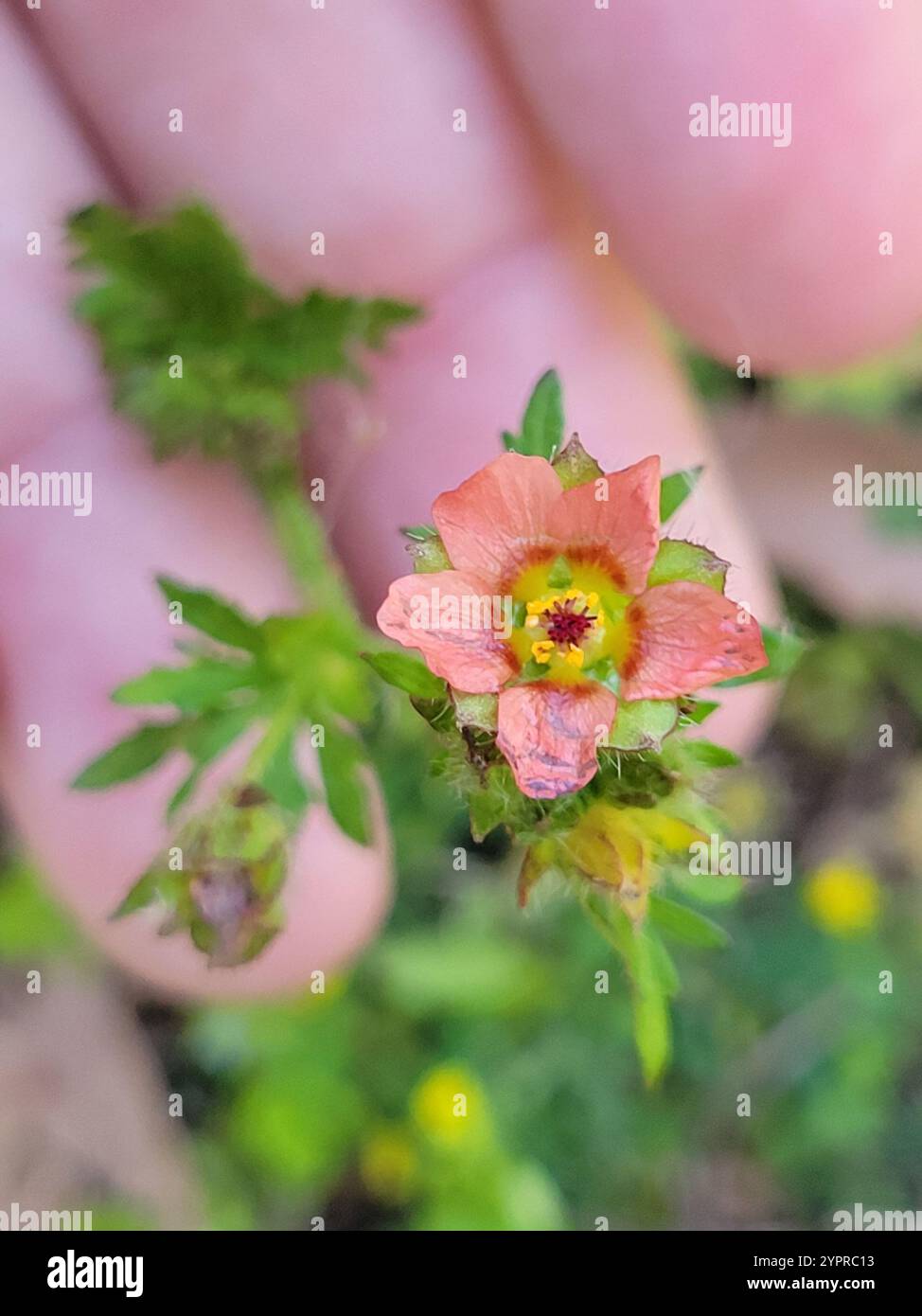 Carolina Bristlemallow (Modiola caroliniana Stock Photo - Alamy