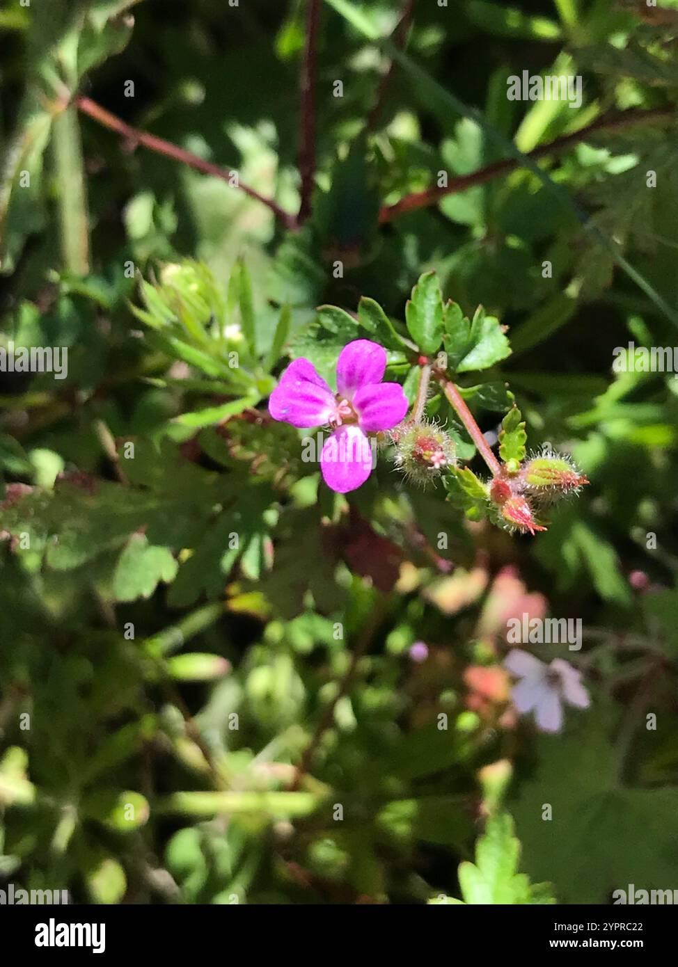 Little-Robin (Geranium purpureum Stock Photo - Alamy