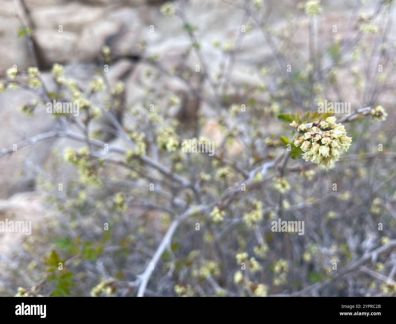 fragrant sumac (Rhus aromatica Stock Photo - Alamy