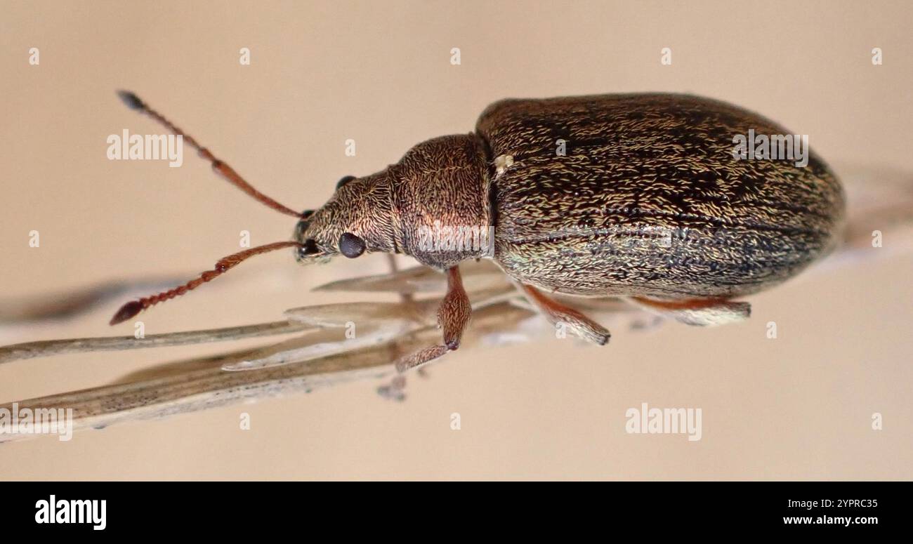 Common Leaf Weevil (Phyllobius pyri Stock Photo - Alamy