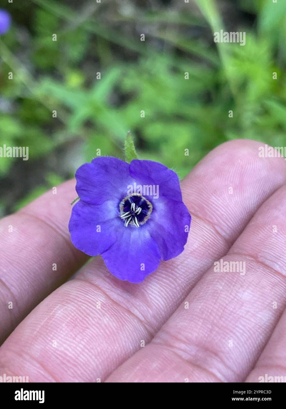 Fiesta Flower (Pholistoma auritum Stock Photo - Alamy