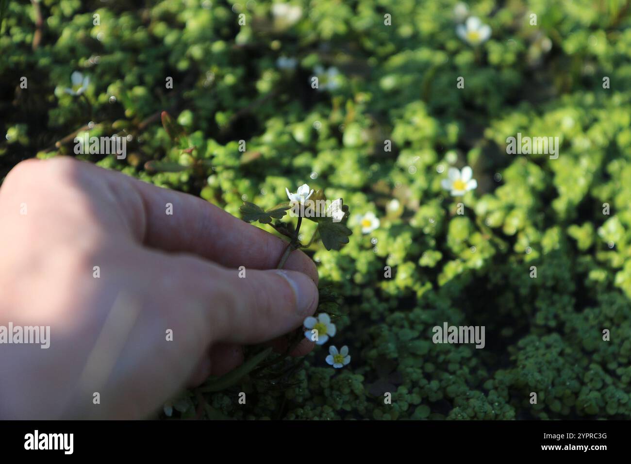 common water-crowfoot (Ranunculus aquatilis Stock Photo - Alamy