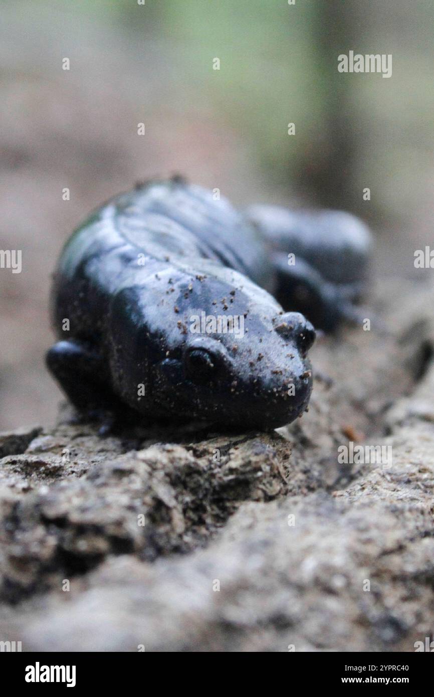 Marbled Salamander (Ambystoma opacum Stock Photo - Alamy
