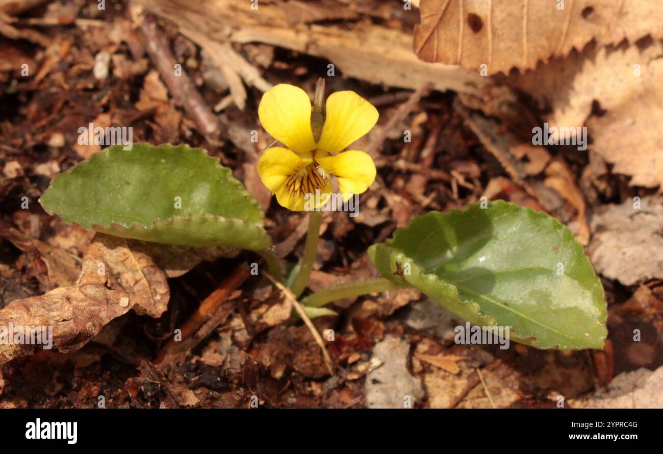 Round-leaved Violet (Viola rotundifolia Stock Photo - Alamy