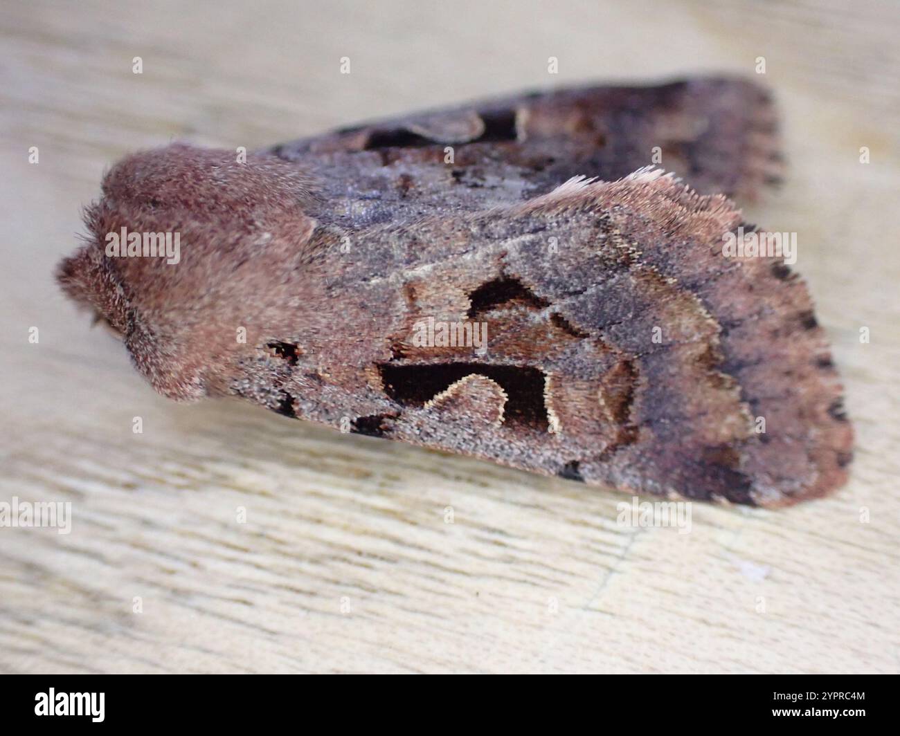 Hebrew Character (Orthosia gothica Stock Photo - Alamy