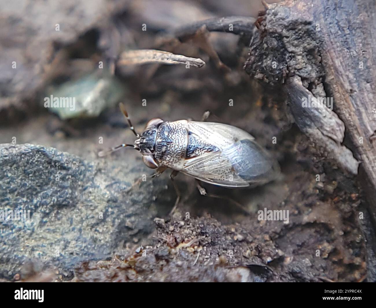 Geocoris hi-res stock photography and images - Alamy
