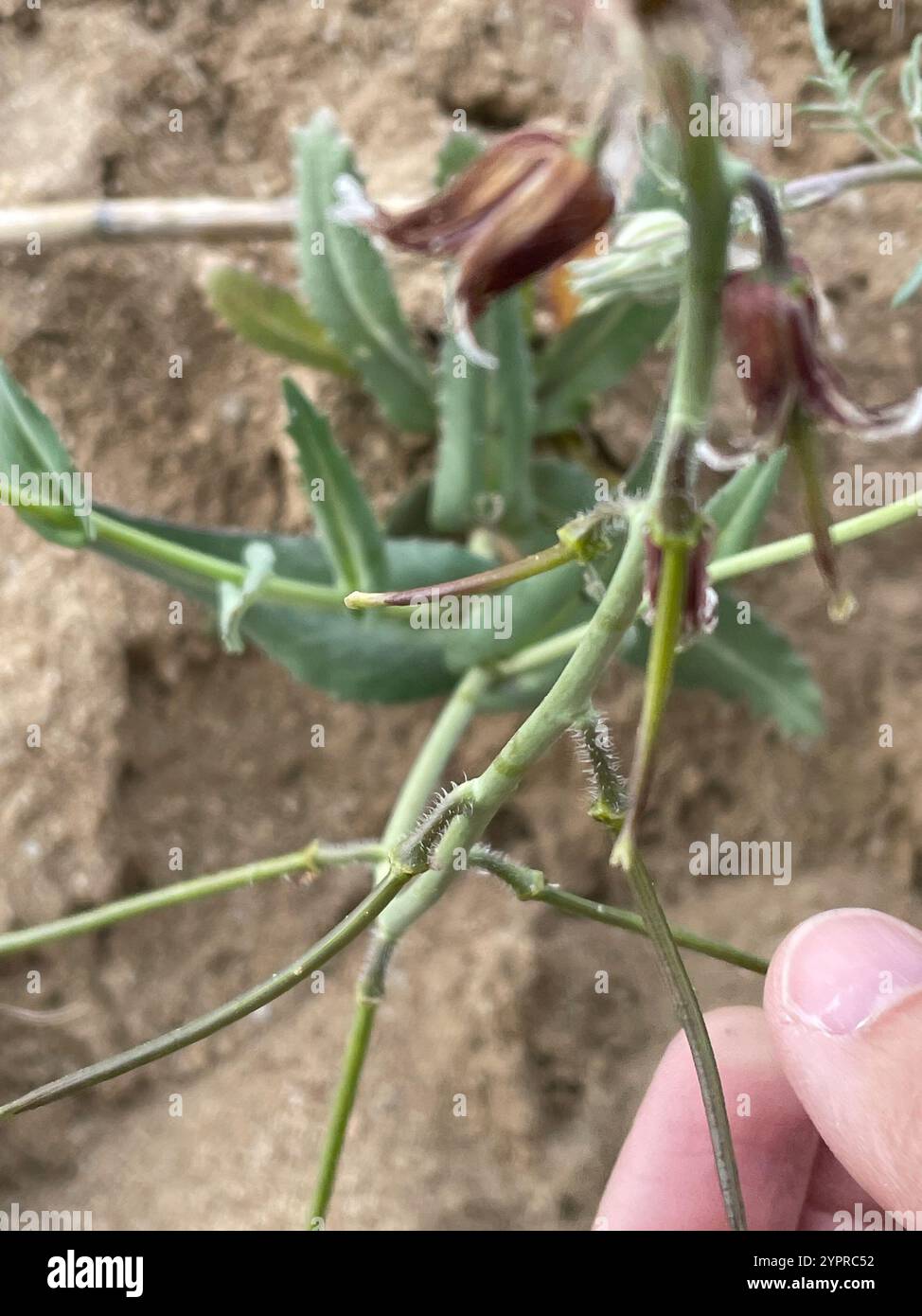Coulter's wild cabbage (Caulanthus coulteri Stock Photo - Alamy