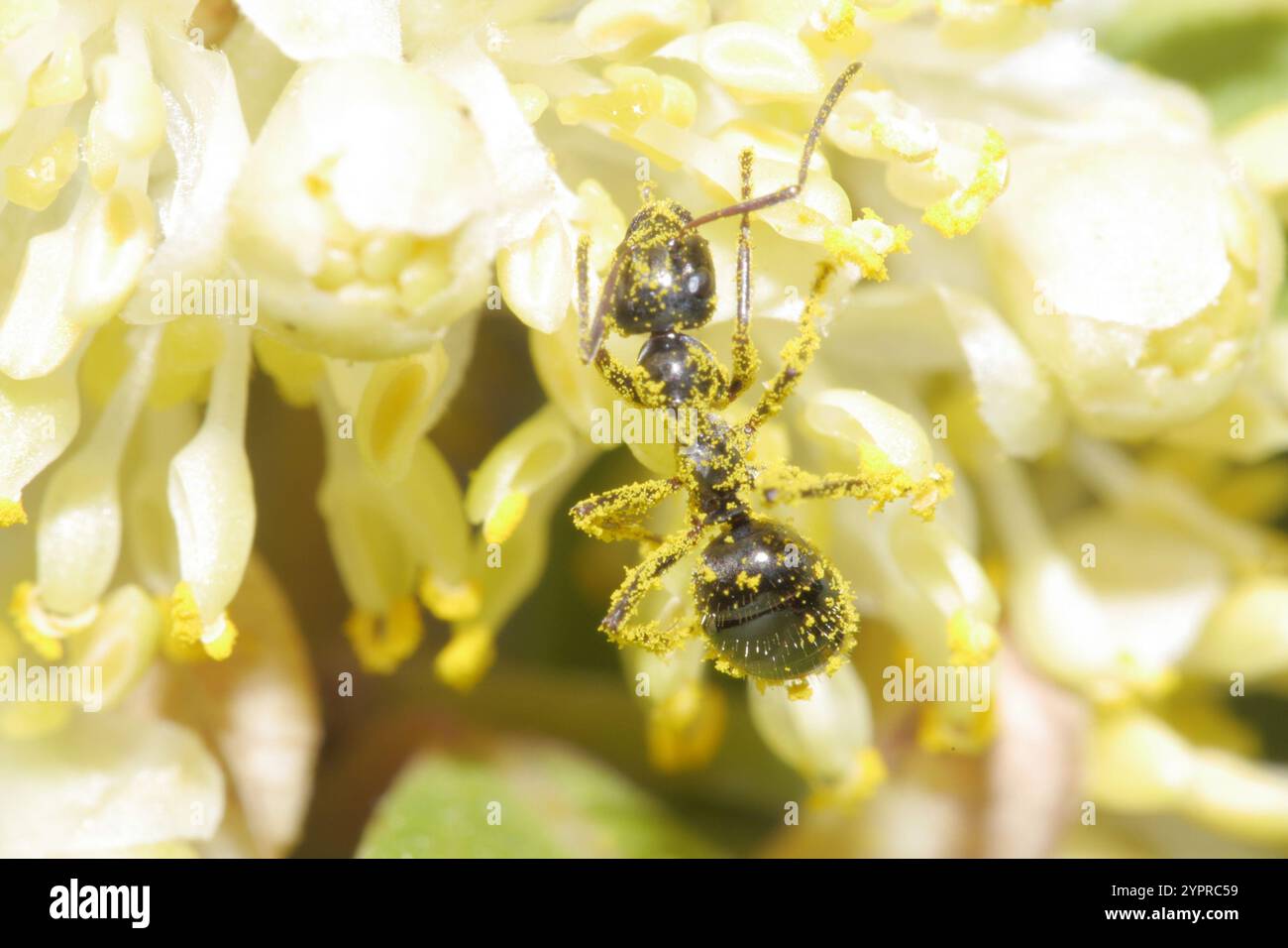 fusca-group Field Ants and Allies (Formica fusca Stock Photo - Alamy