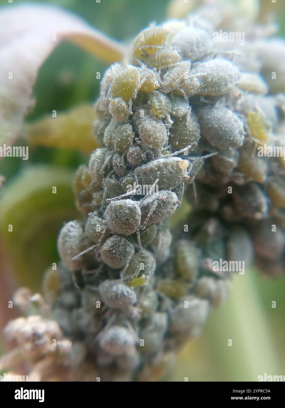 Cabbage Aphid (Brevicoryne brassicae Stock Photo - Alamy