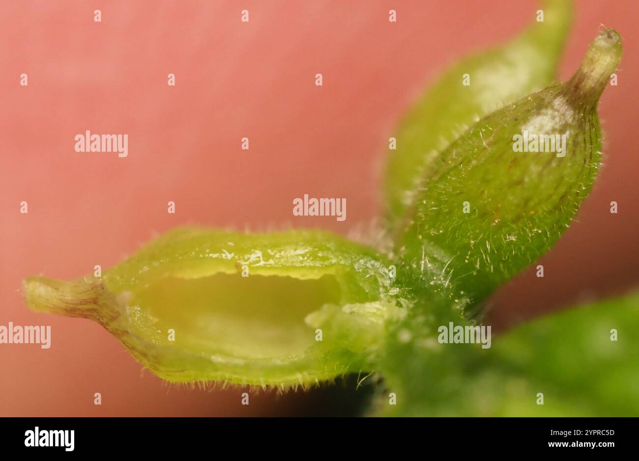 Hackberry Columnar Stem Gall Midge (Celticecis ramicola Stock Photo - Alamy