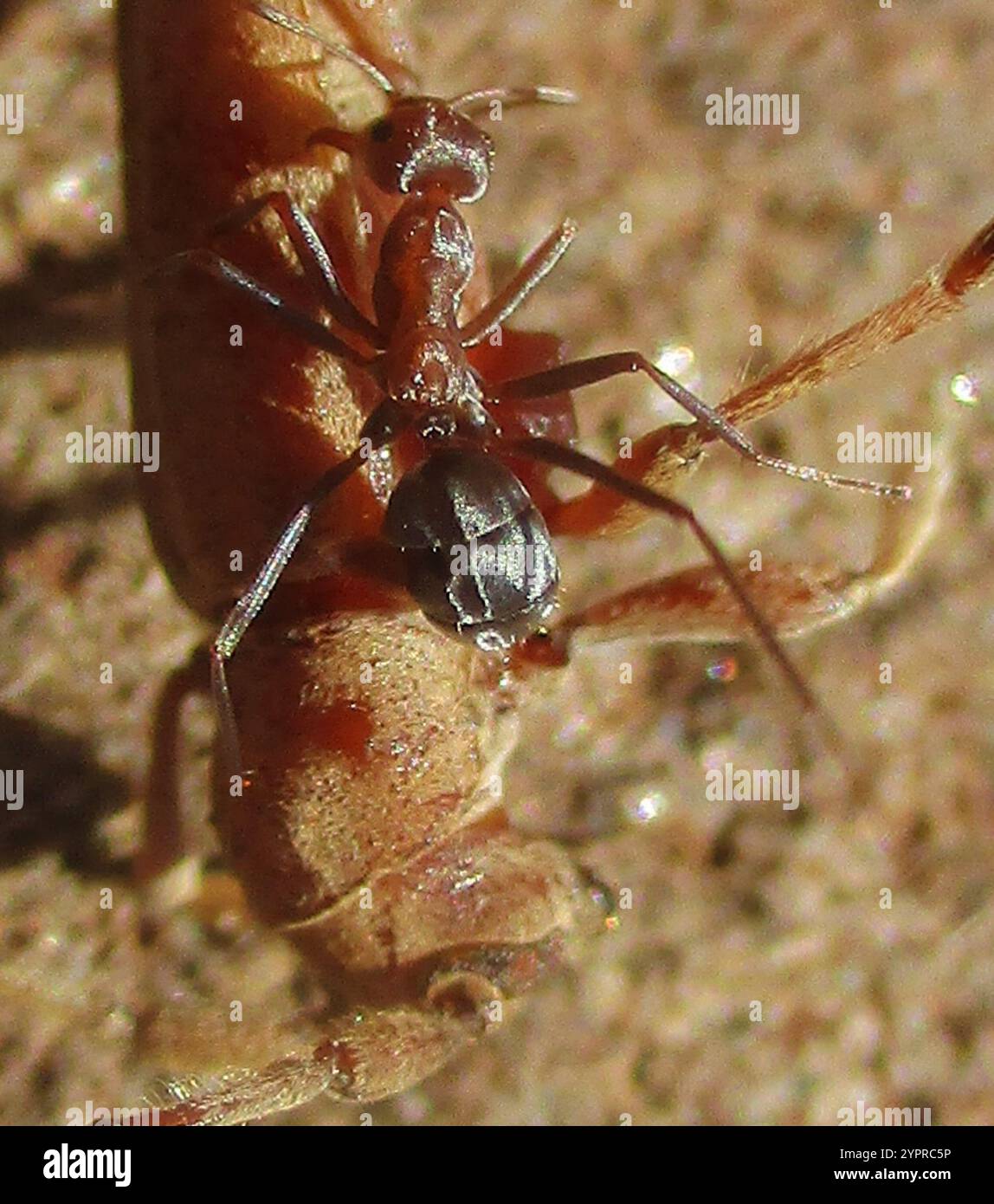 Large Pugnacious Ant (Anoplolepis custodiens Stock Photo - Alamy