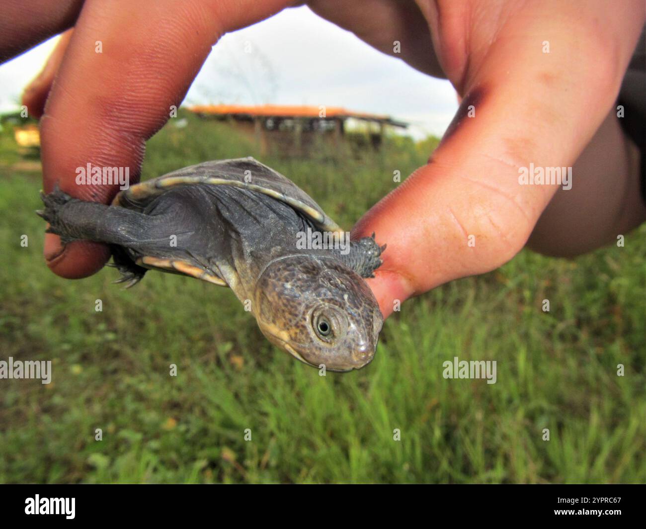 Helmeted Turtle (Pelomedusa subrufa Stock Photo - Alamy