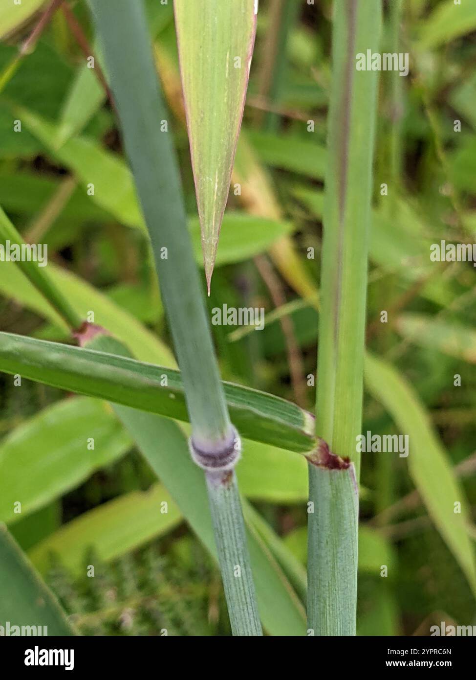Natal grass (Melinis repens Stock Photo - Alamy