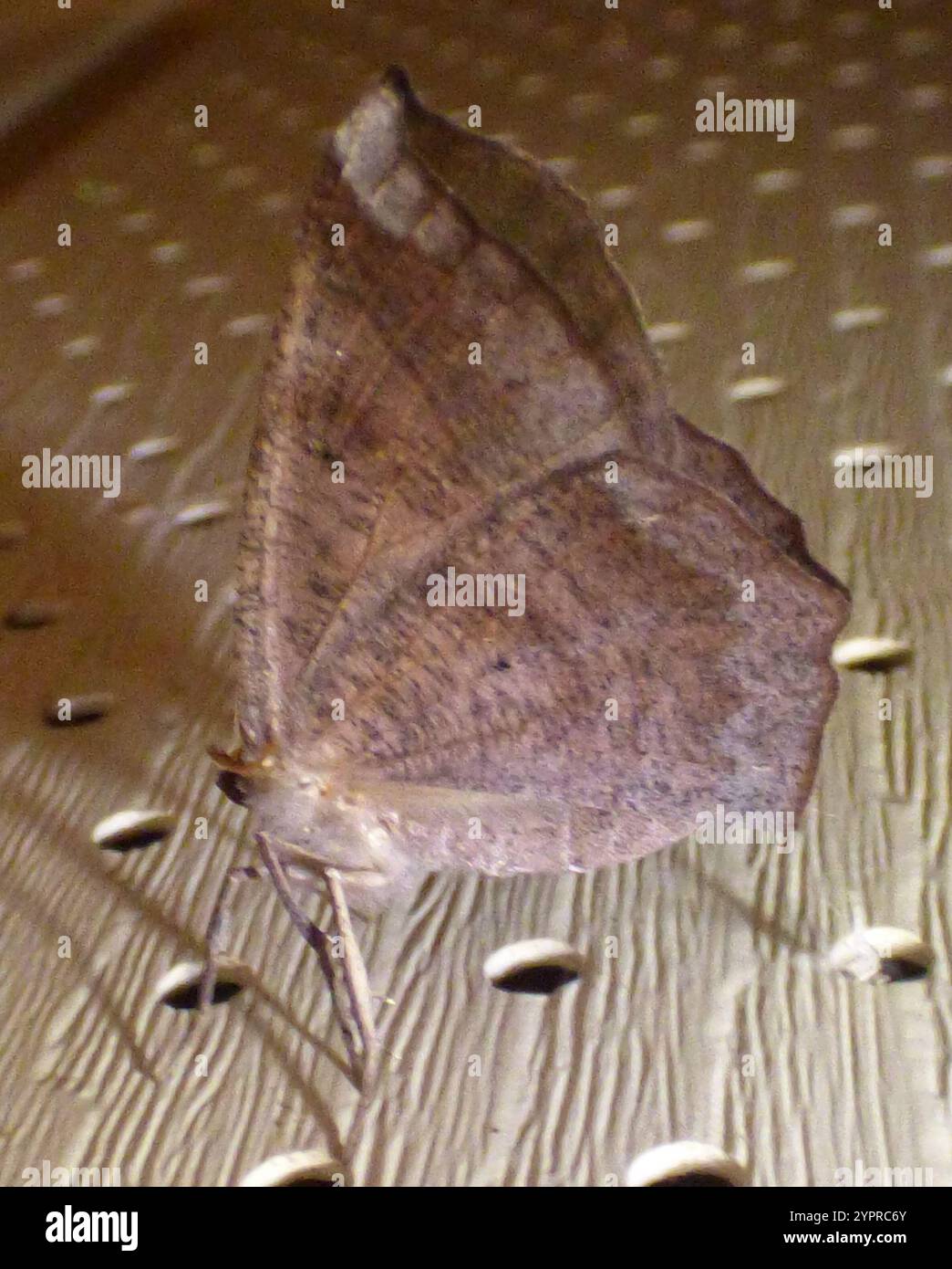 Curved-toothed Geometer Moth (Eutrapela clemataria Stock Photo - Alamy