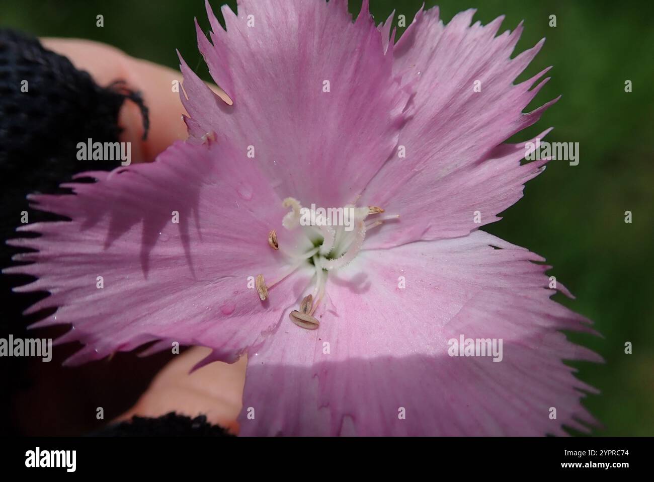 African Pink (Dianthus zeyheri Stock Photo - Alamy