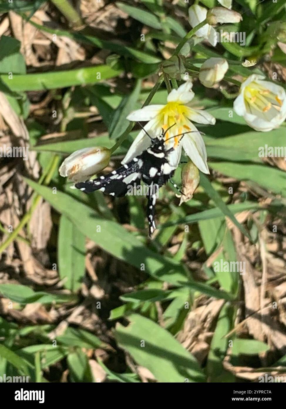 Pseudothyris sepulchralis hi-res stock photography and images - Alamy