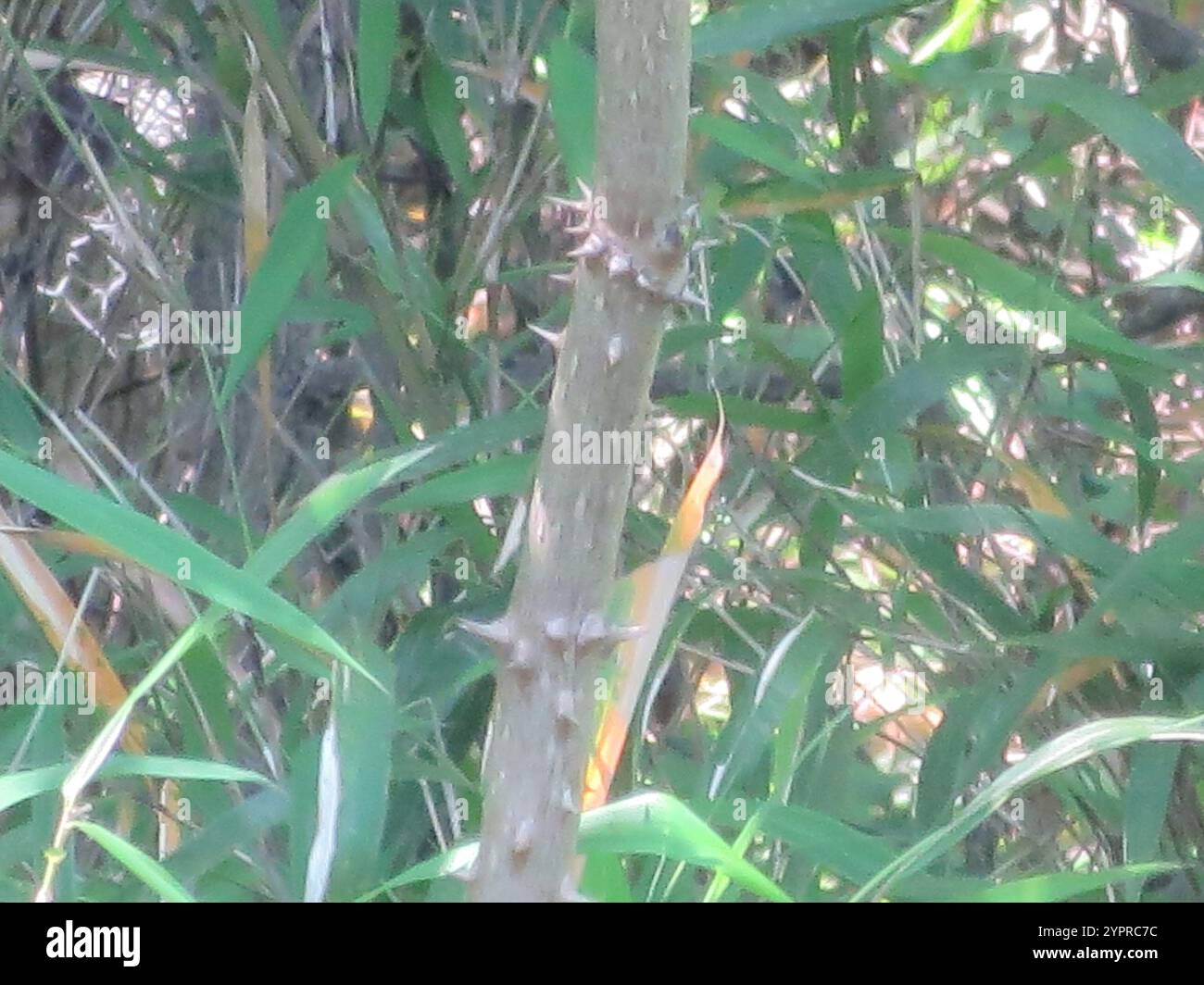 devil's walkingstick (Aralia spinosa Stock Photo - Alamy