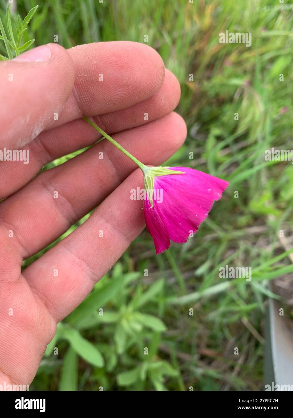 tall poppymallow (Callirhoe leiocarpa Stock Photo - Alamy