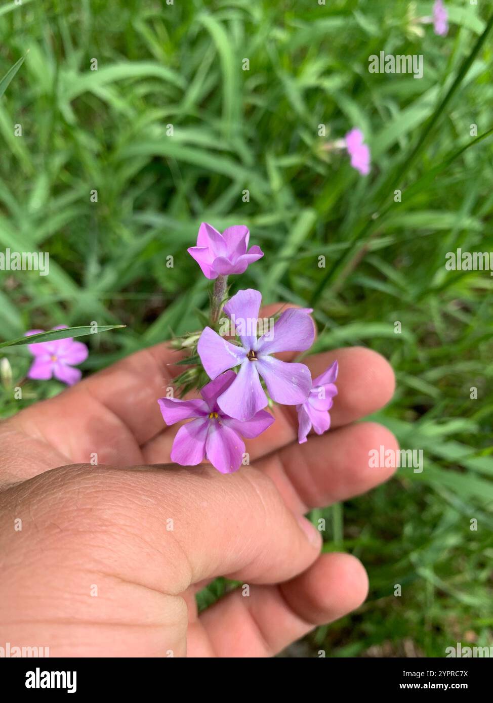 prairie phlox (Phlox pilosa Stock Photo - Alamy