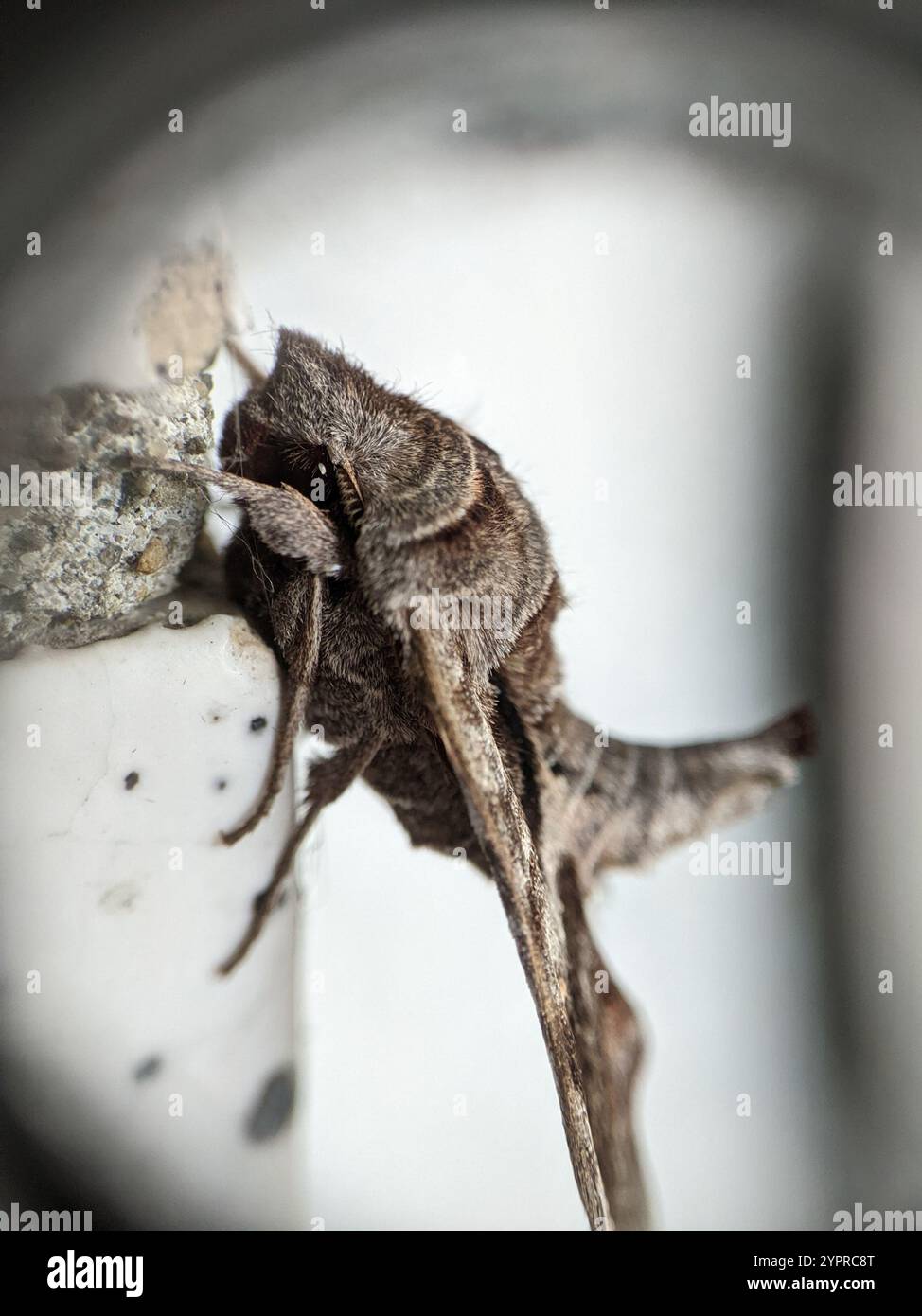 Lettered Sphinx (Deidamia inscriptum Stock Photo - Alamy