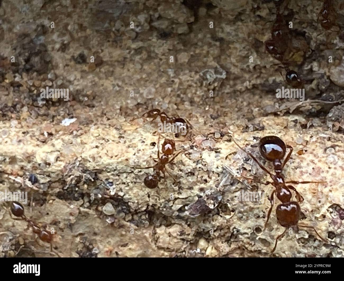 Red Imported Fire Ant (Solenopsis invicta Stock Photo - Alamy
