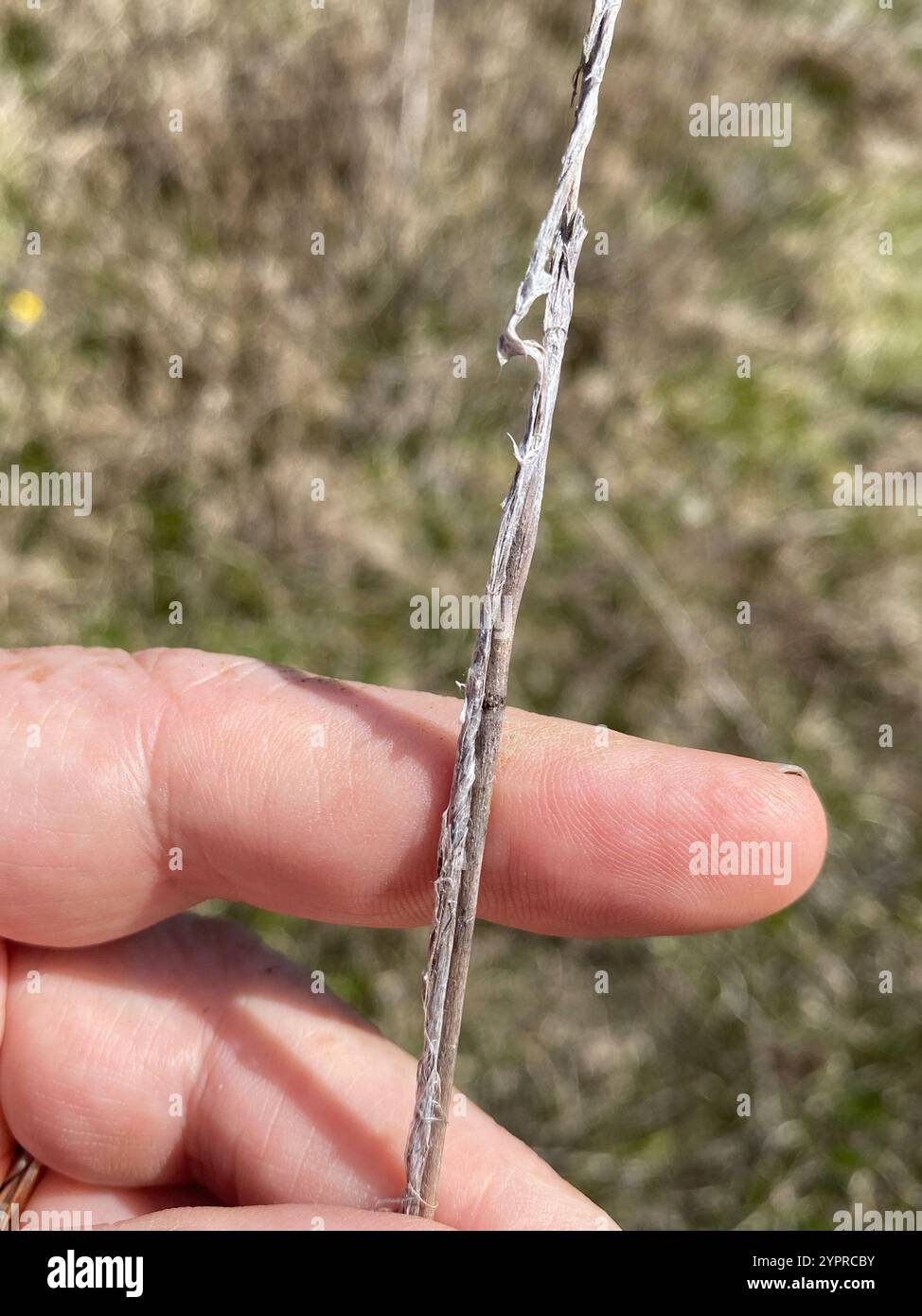 Tall Dropseed (Sporobolus compositus compositus Stock Photo - Alamy