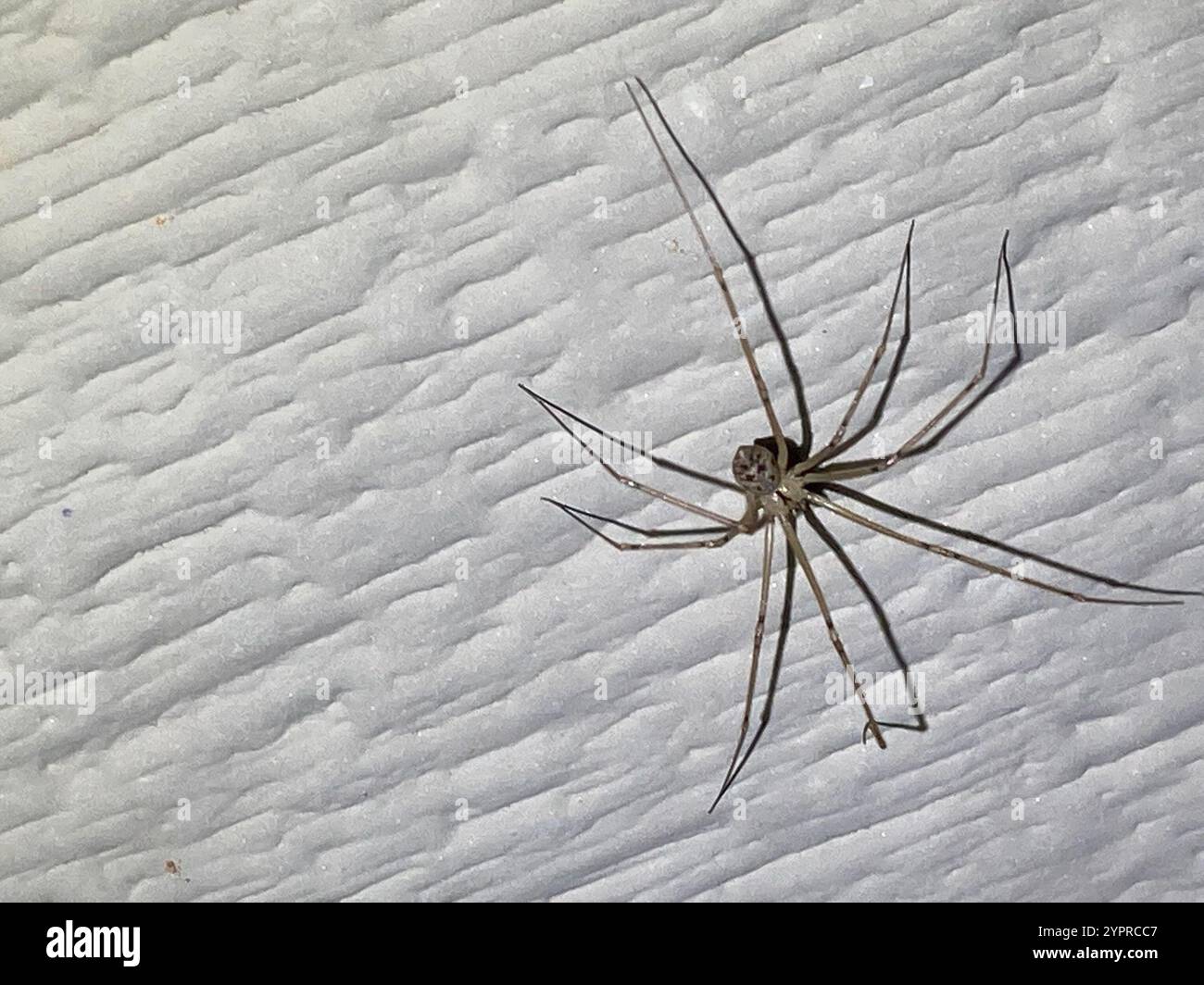Long-bodied Cellar Spider (Pholcus phalangioides Stock Photo - Alamy