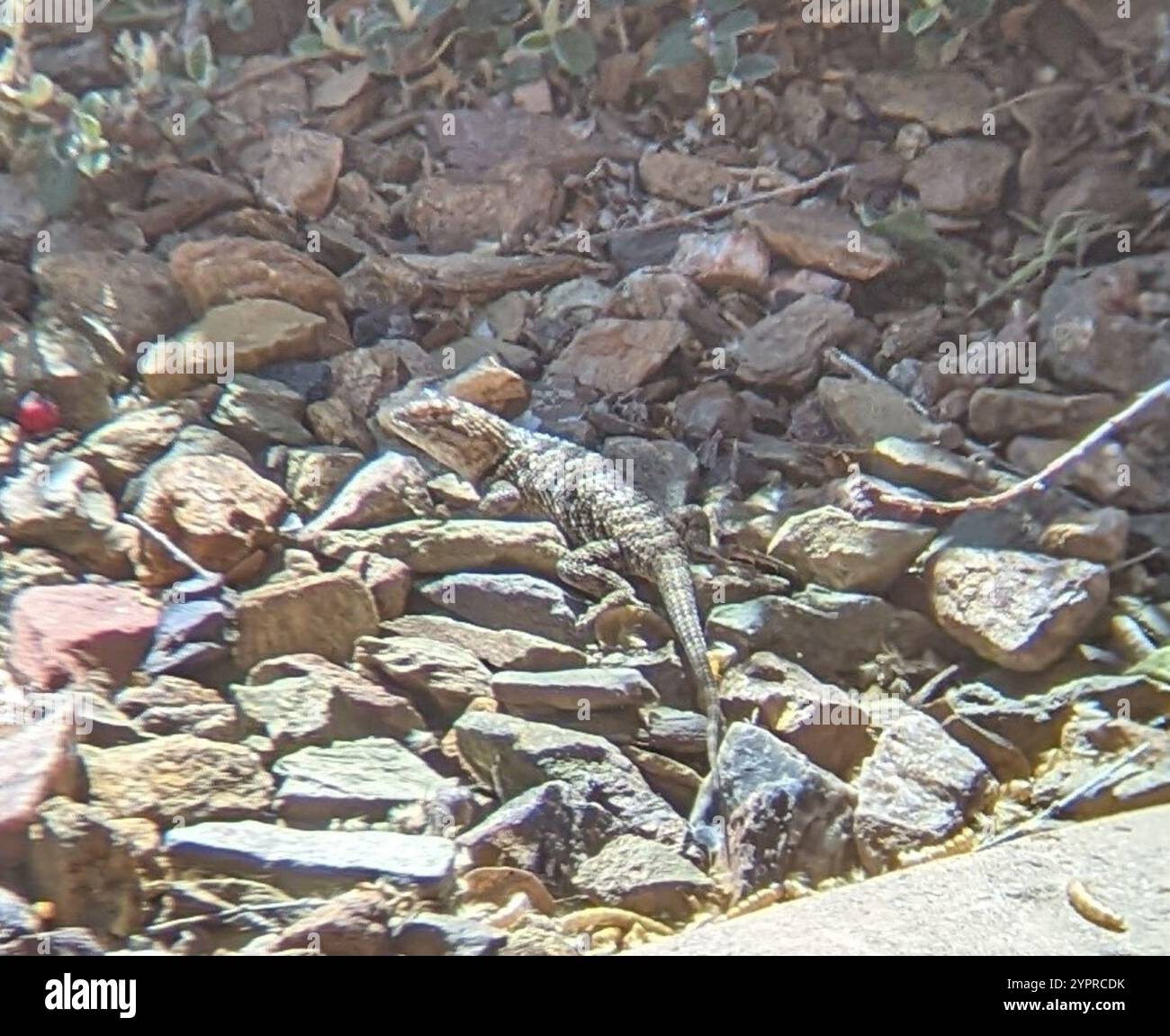 Desert Spiny Lizard (Sceloporus magister Stock Photo - Alamy