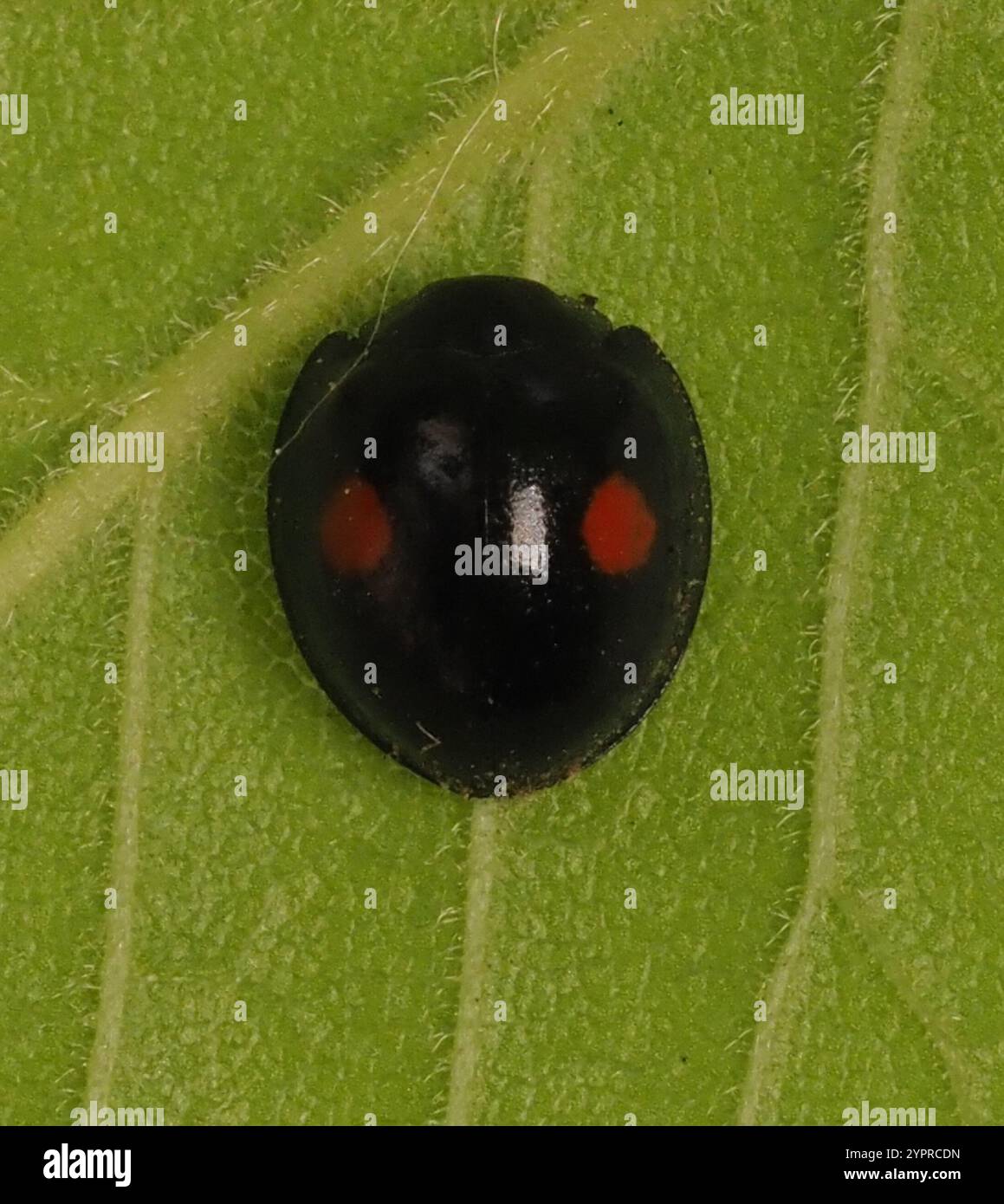 Twice-stabbed Lady Beetle (Chilocorus stigma Stock Photo - Alamy