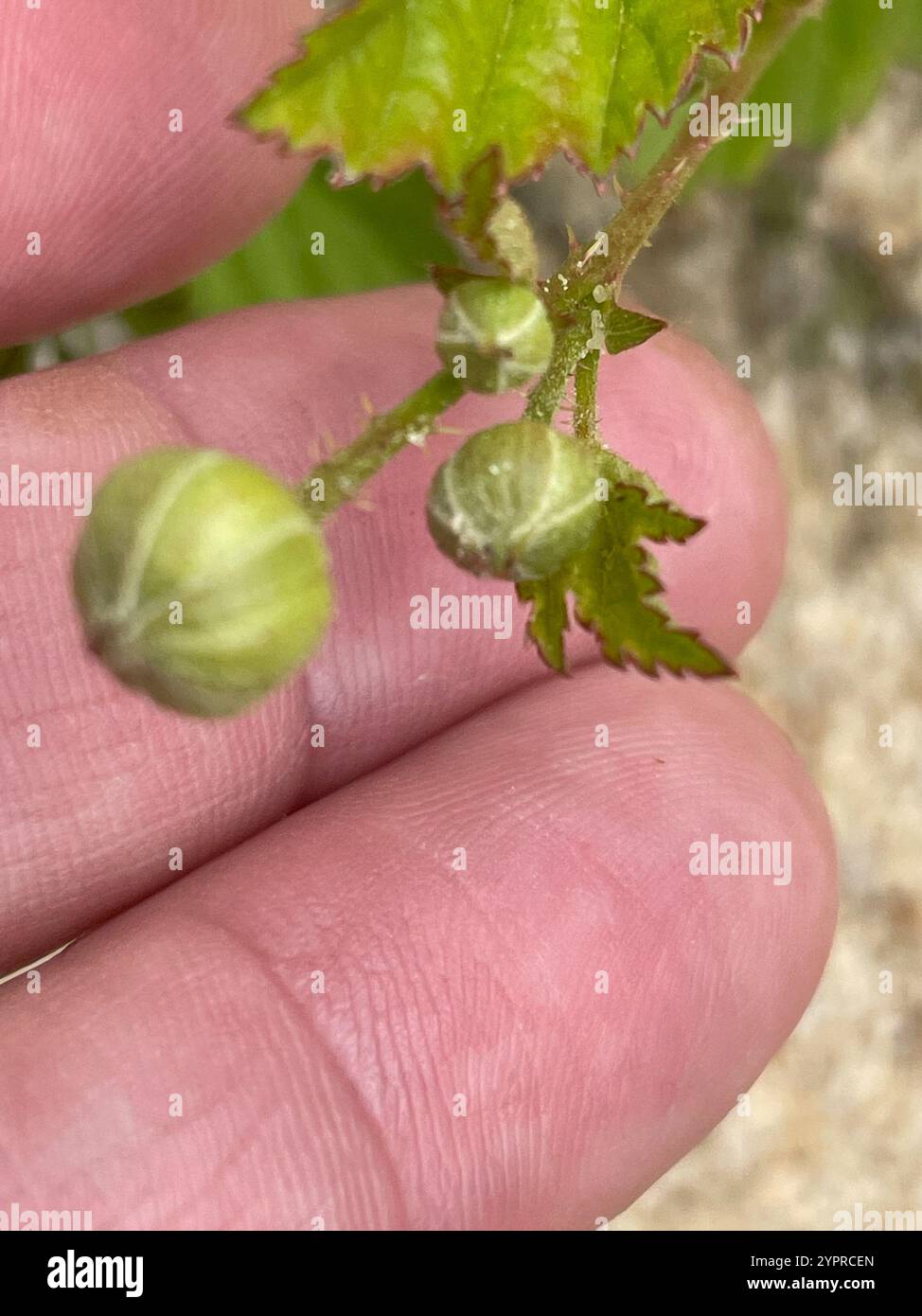 Common Dewberry (Rubus flagellaris Stock Photo - Alamy