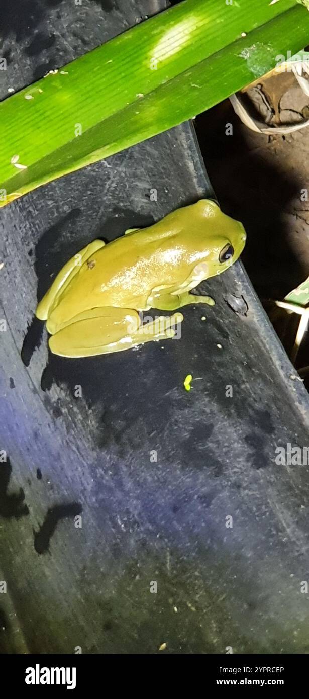 Australian Green Tree Frog (Ranoidea caerulea Stock Photo - Alamy
