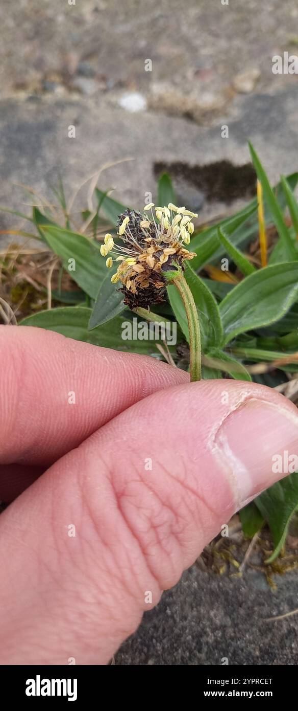 ribwort plantain (Plantago lanceolata Stock Photo - Alamy