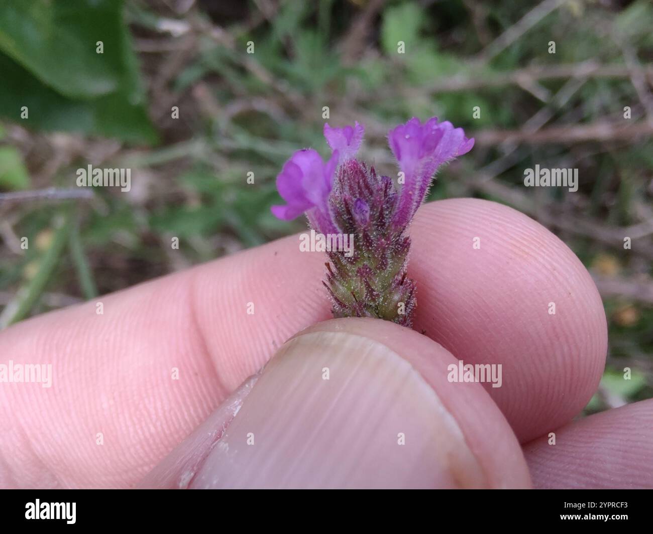 Seashore vervain (Verbena litoralis Stock Photo - Alamy