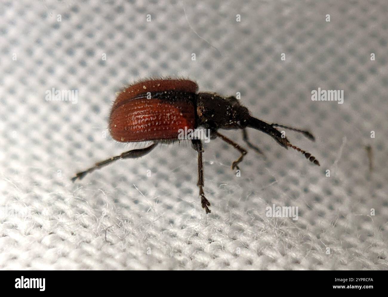 Apple Fruit Weevil (Tatianaerhynchites aequatus Stock Photo - Alamy