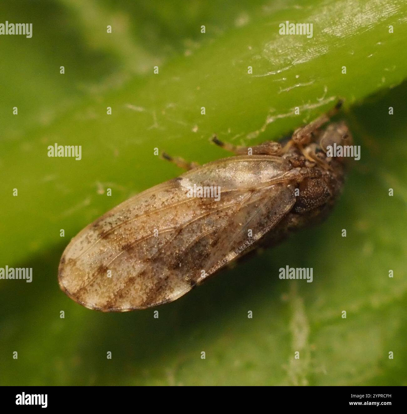 Hackberry Gall Psyllids (Pachypsylla Stock Photo - Alamy