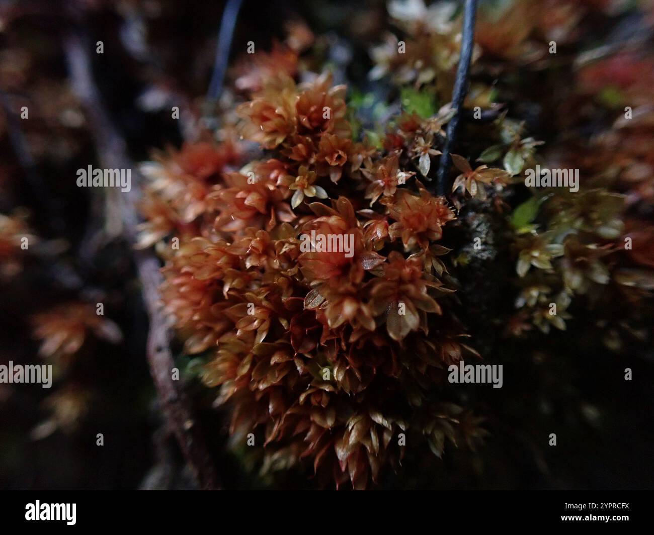 Capillary Thread-moss (Ptychostomum capillare Stock Photo - Alamy