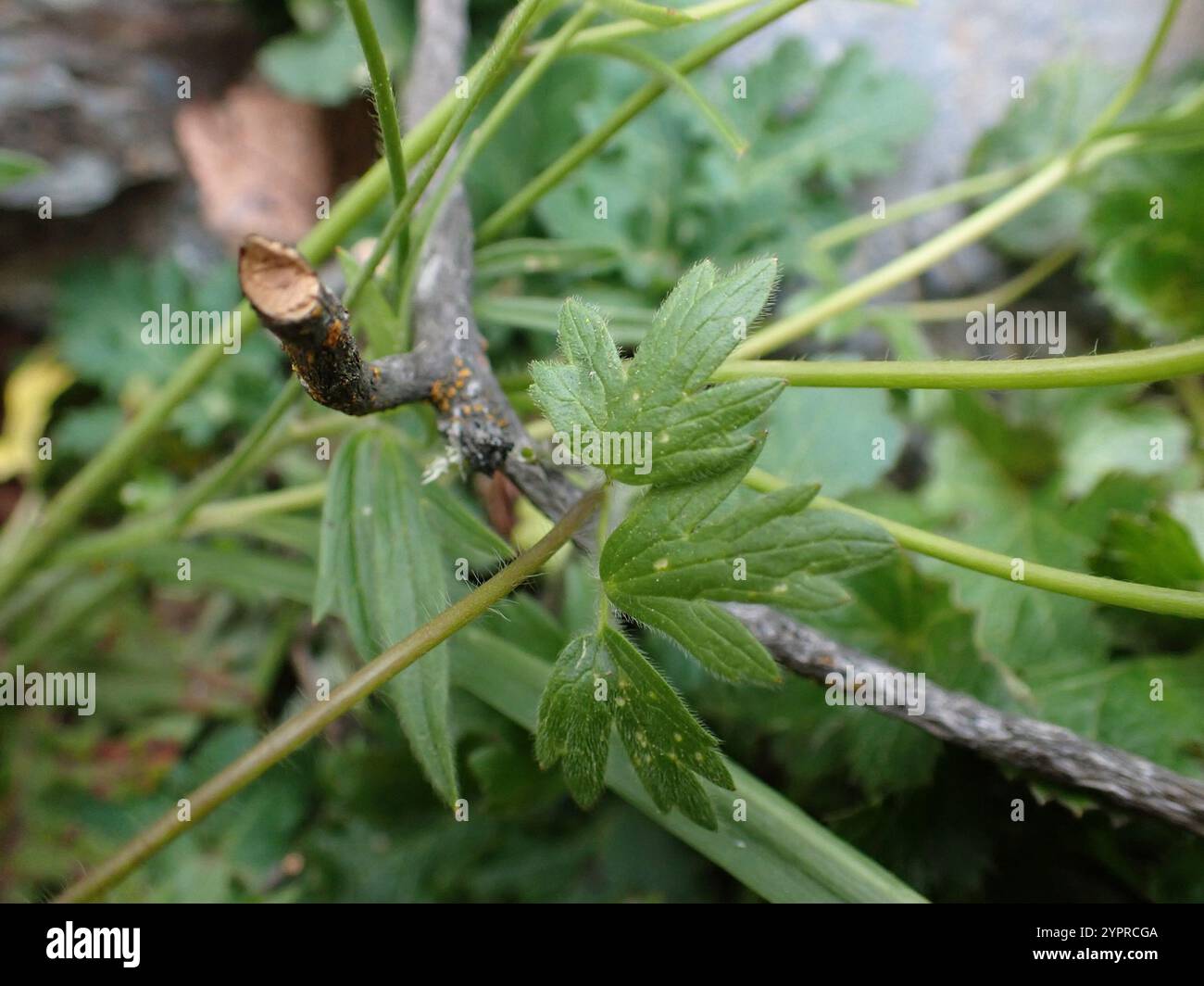 Western Buttercup (Ranunculus occidentalis Stock Photo - Alamy