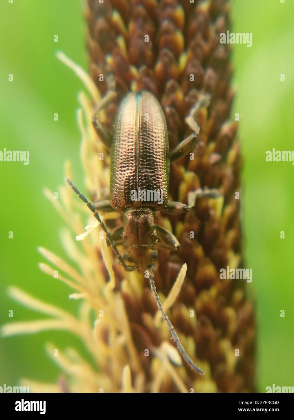 jewel reed beetle (Plateumaris sericea Stock Photo - Alamy