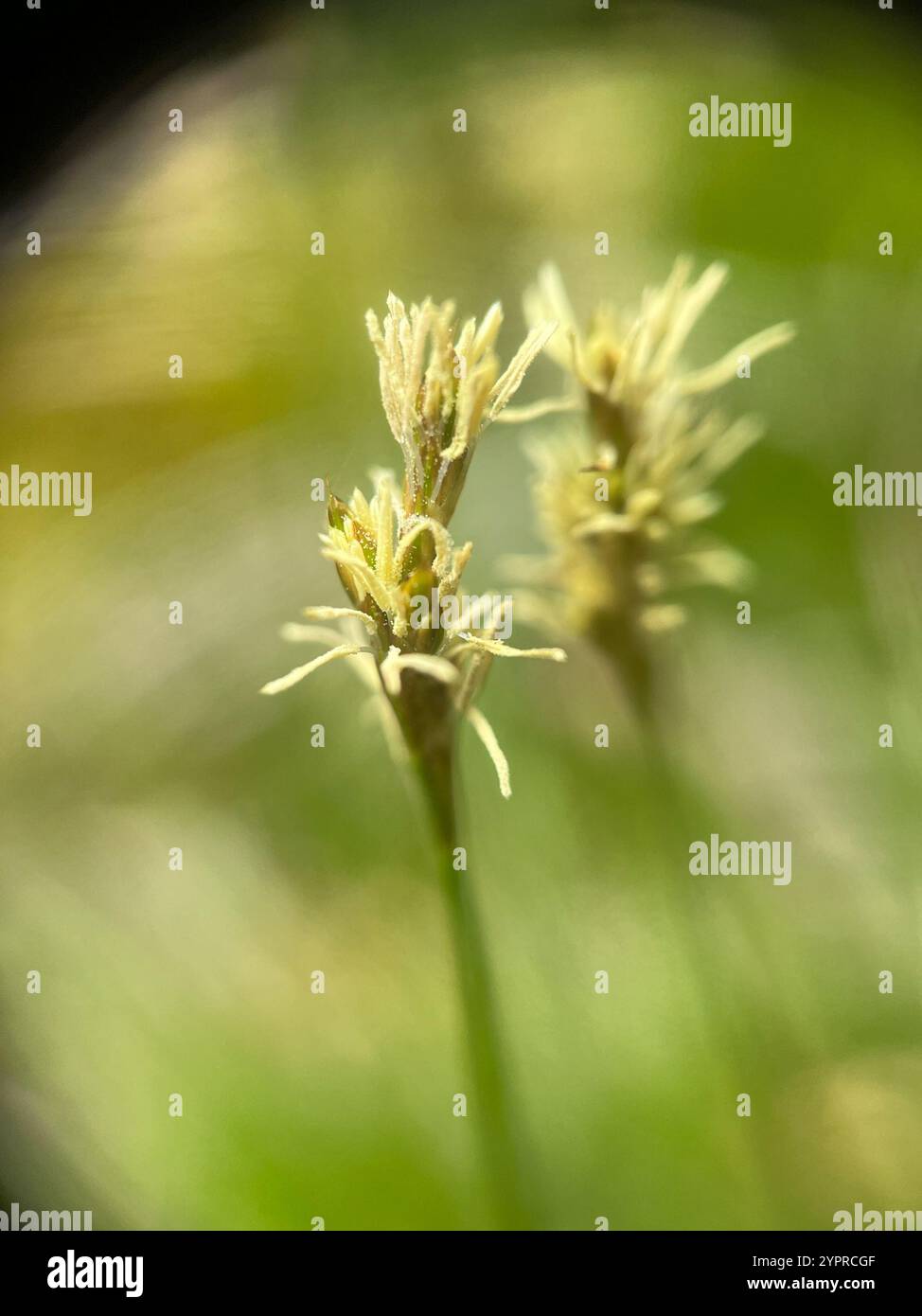 Pennsylvania sedge (Carex pensylvanica Stock Photo - Alamy