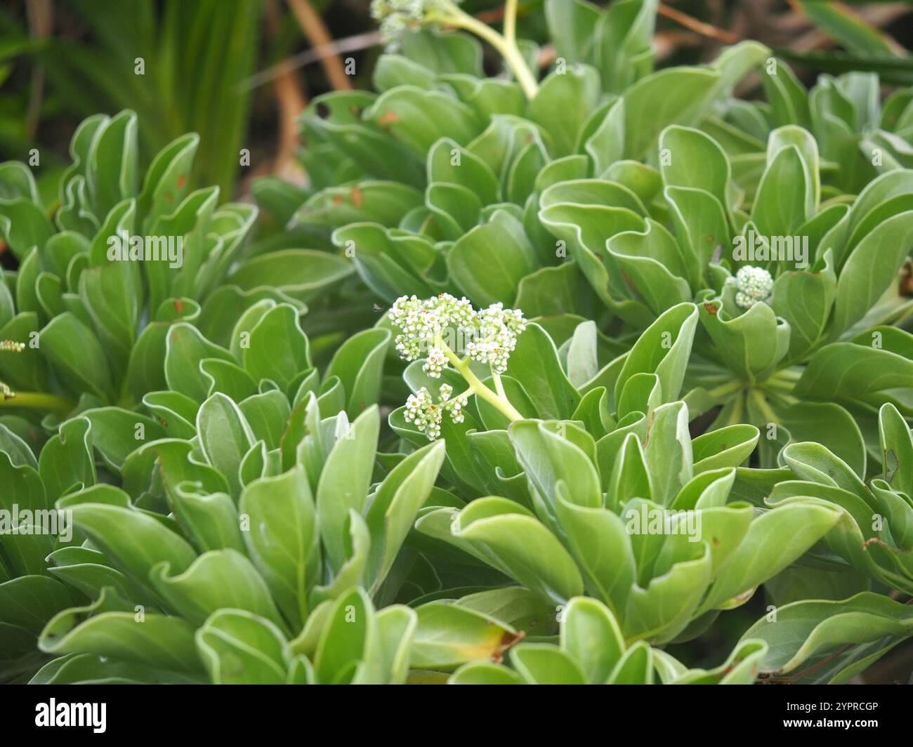 tree heliotrope (Heliotropium arboreum Stock Photo - Alamy